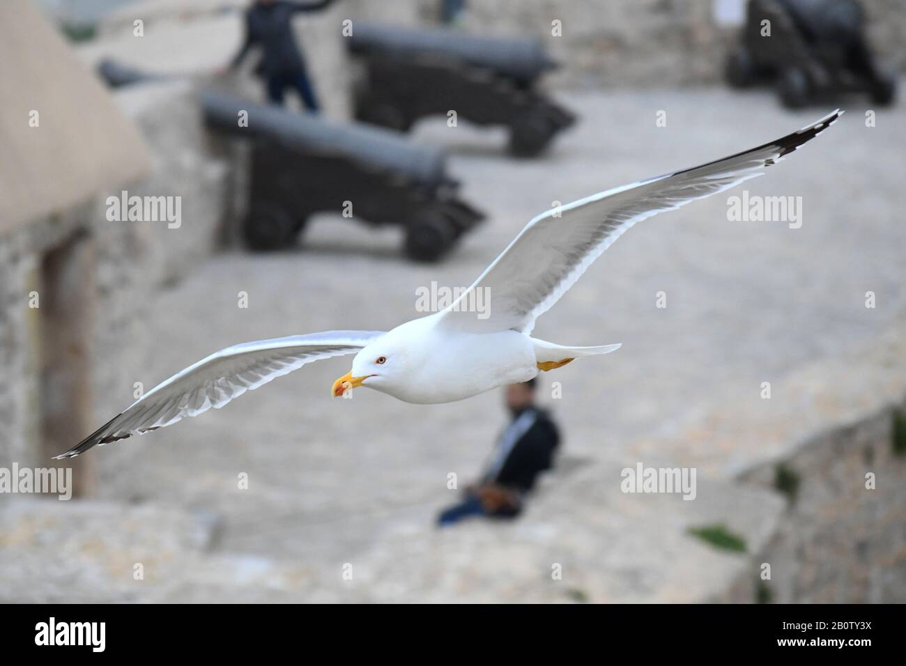 Old seagull hi-res stock photography and images - Alamy