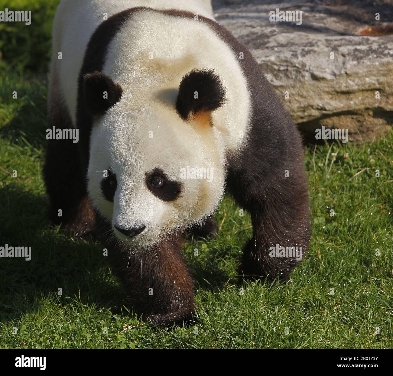 Giant Panda, ailuropoda melanoleuca, Adult Stock Photo - Alamy