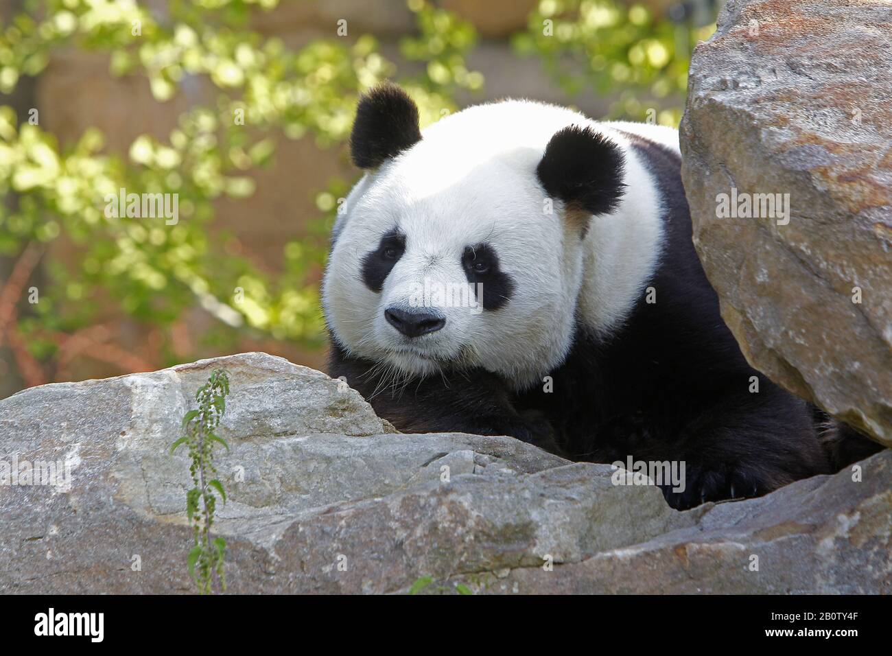 Giant Panda, ailuropoda melanoleuca, Adult Stock Photo - Alamy