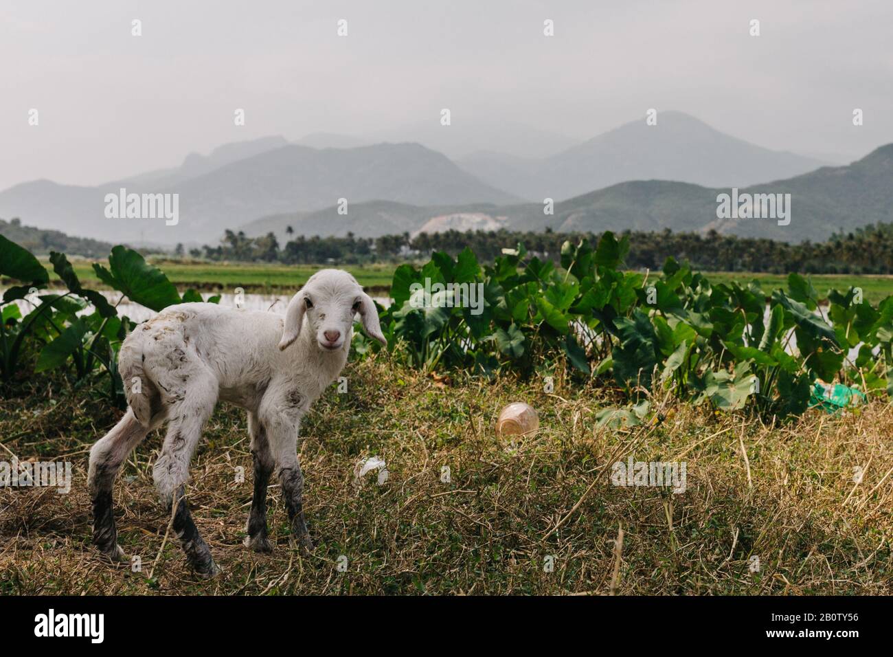 Sheep, sheep farm in the mountain, Beautiful countryside farm village ...