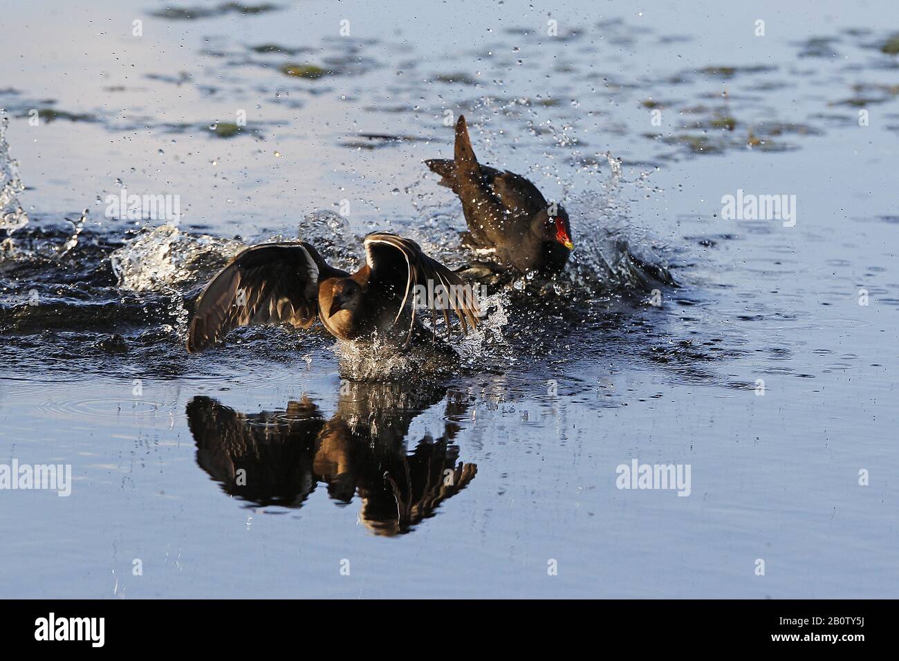 Flying moorhen hi-res stock photography and images - Alamy