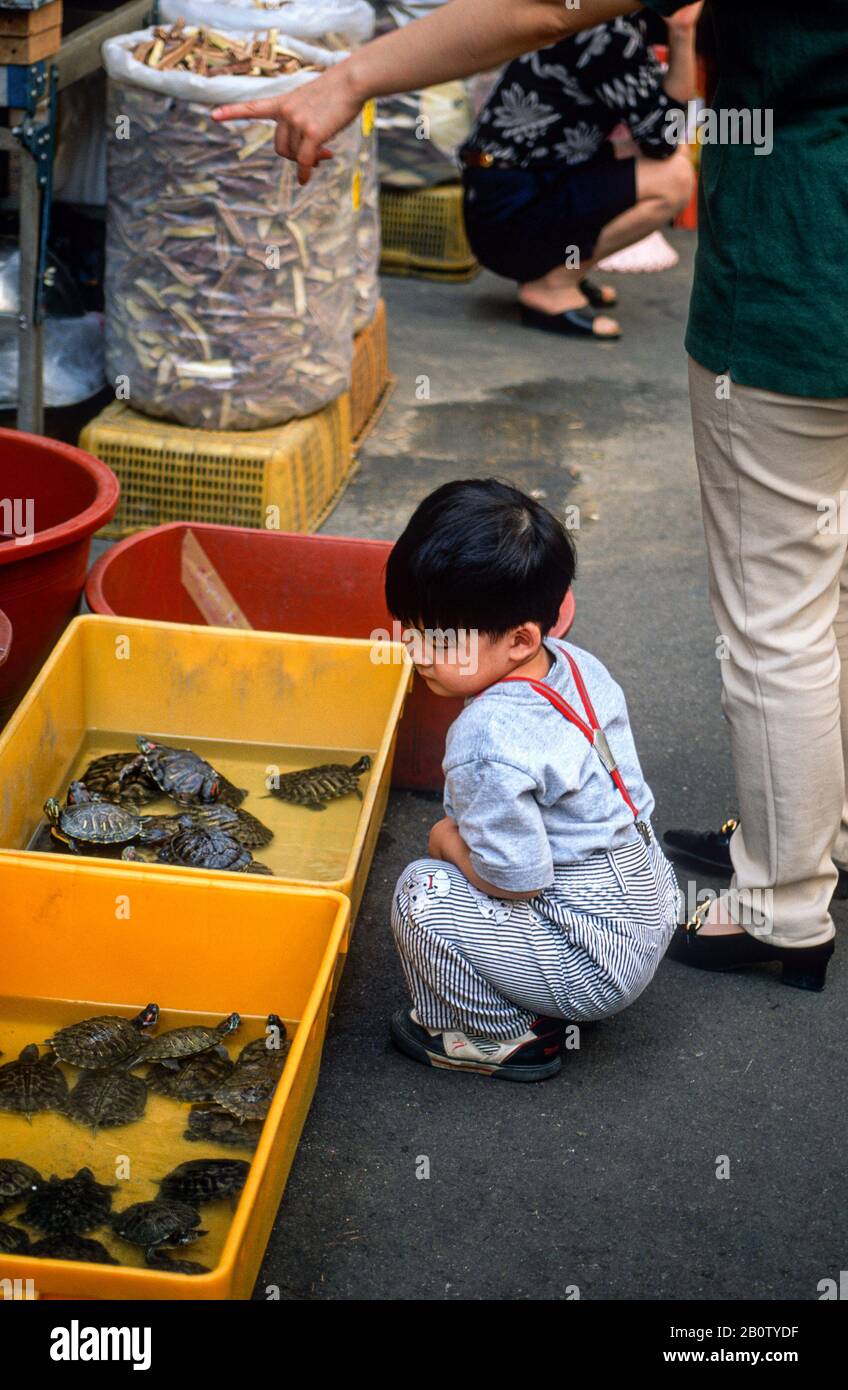 Korean turtles hi-res stock photography and images - Alamy