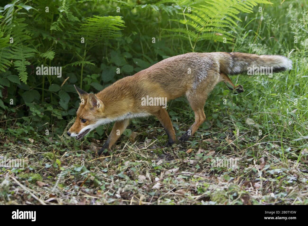 Red Fox, vulpes vulpes, Adult standing in the Undergrowth, Normandy Stock Photo - Alamy