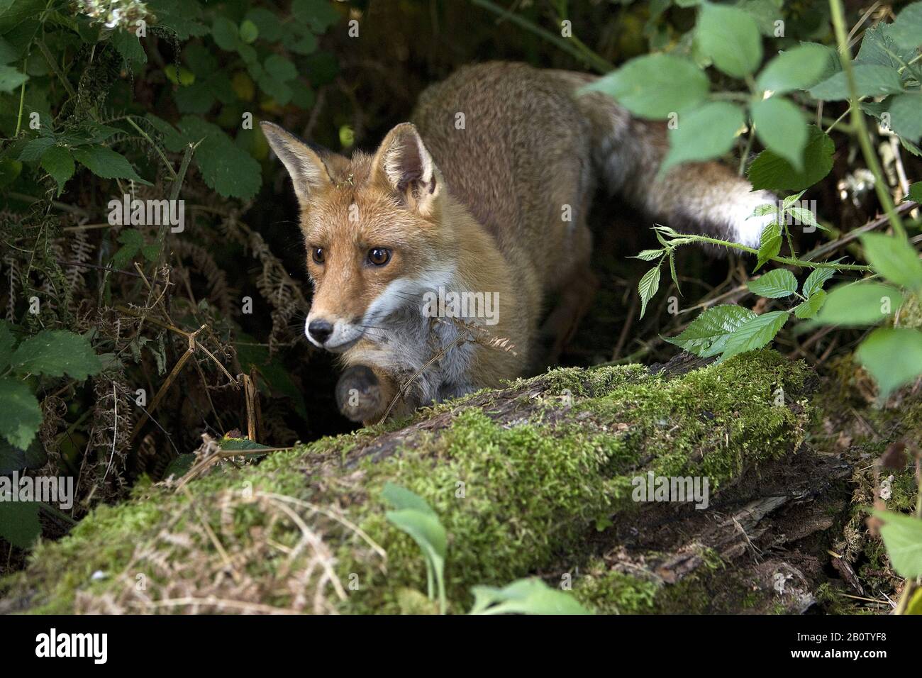 Fox in the undergrowth hi-res stock photography and images - Alamy
