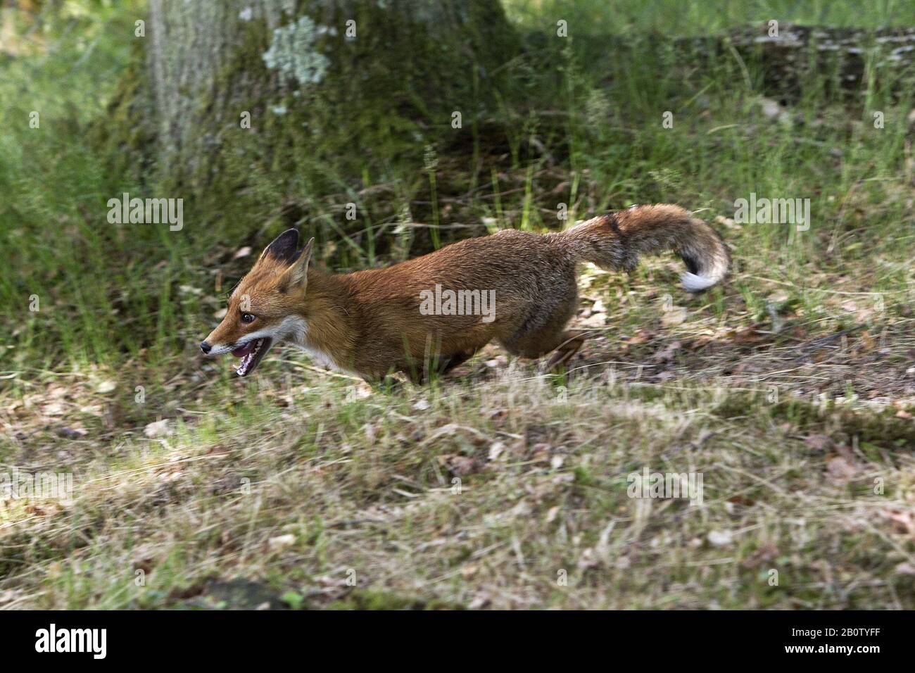 Running in undergrowth hi-res stock photography and images - Alamy