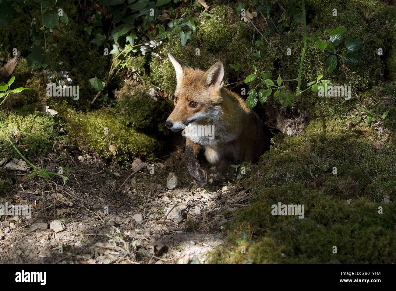 Adult fox den hi-res stock photography and images - Alamy