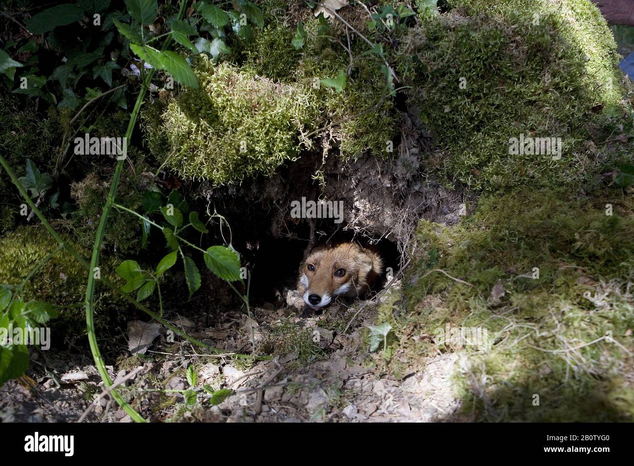 Adult fox den hi-res stock photography and images - Alamy