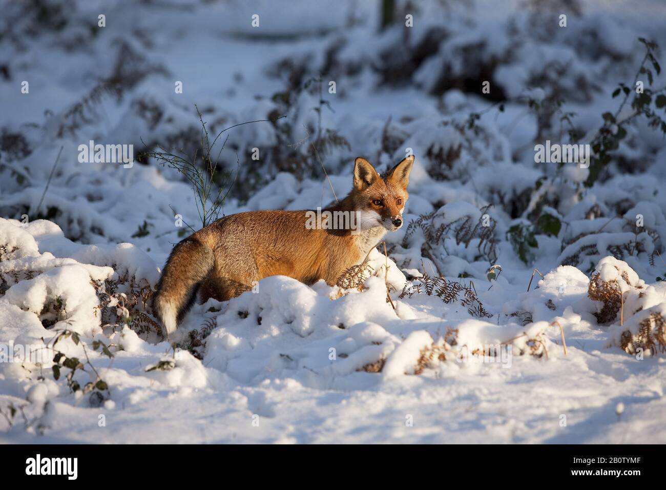 Red Fox, vulpes vulpes, Adult standing on Snow, Normandy Stock Photo - Alamy