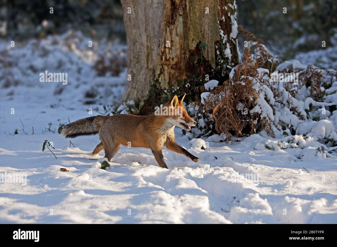 Red Fox, vulpes vulpes, Adult standing on Snow, Normandy Stock Photo - Alamy