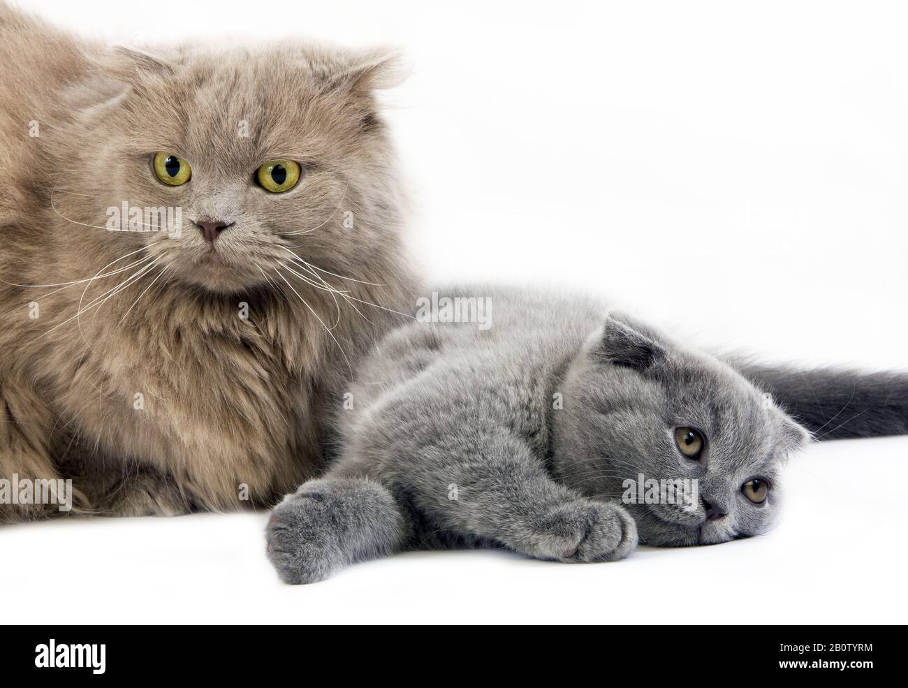 Lilac Self Highland Fold or Lilac Self Scottish Fold Longhair Domestic ...