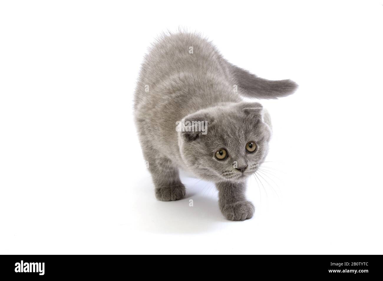 Blue Scottish Fold Domestic Cat, 2 Months old Kitten standing against ...