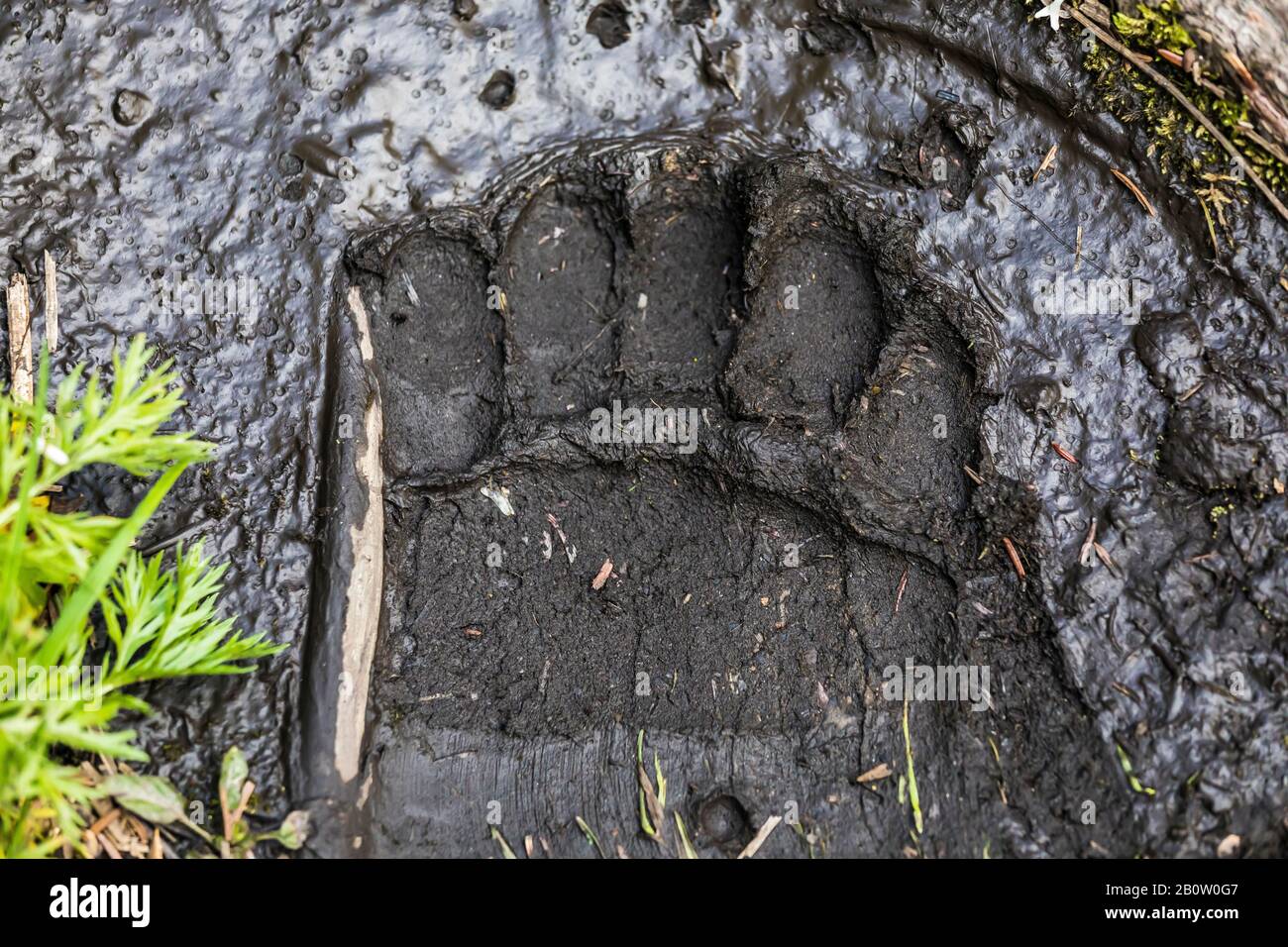 American Black Bear, Ursus americanus, tracks in mud along forested ...