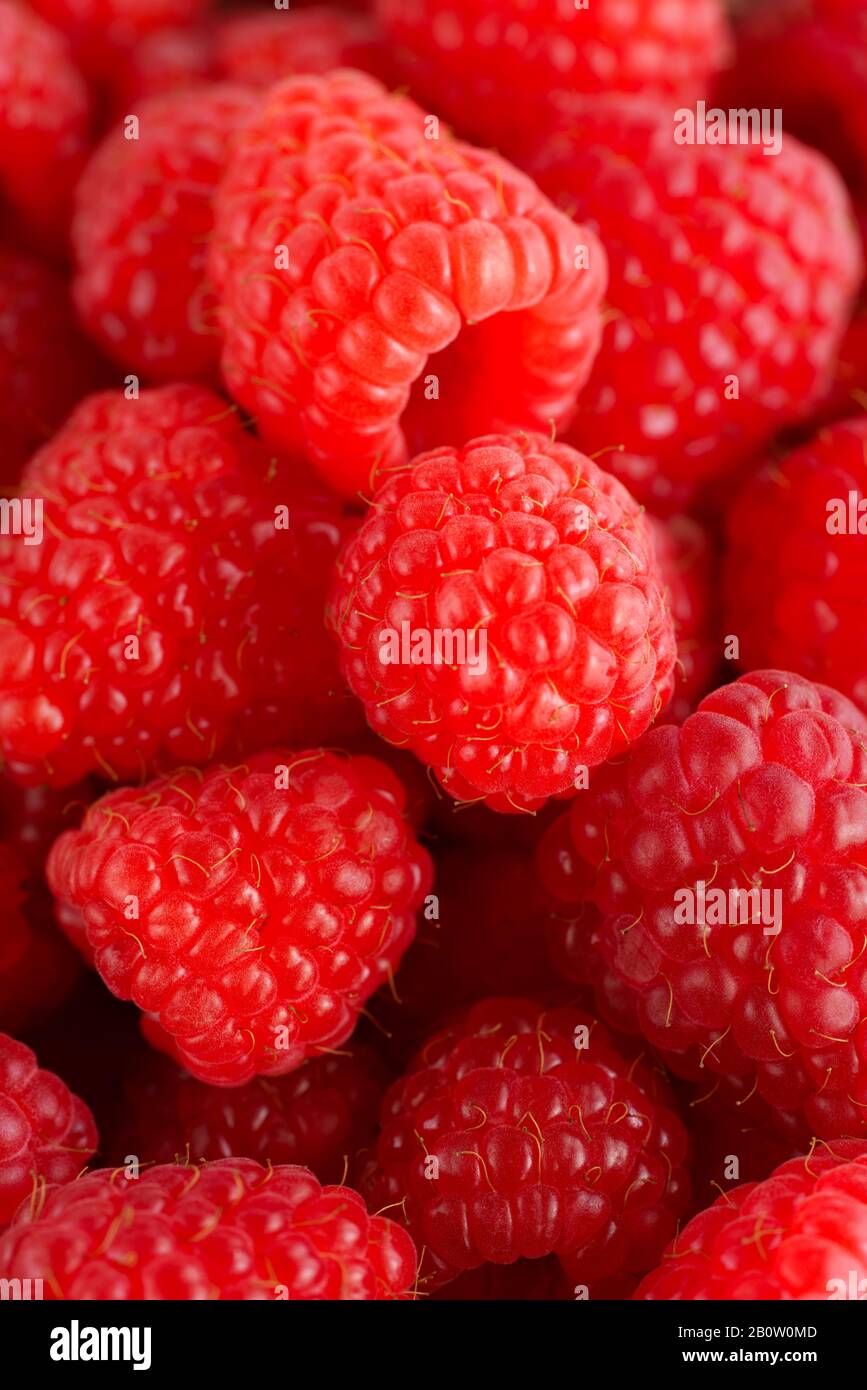 Macro shot of freshly picked organic raspberries. High resolution Stock ...