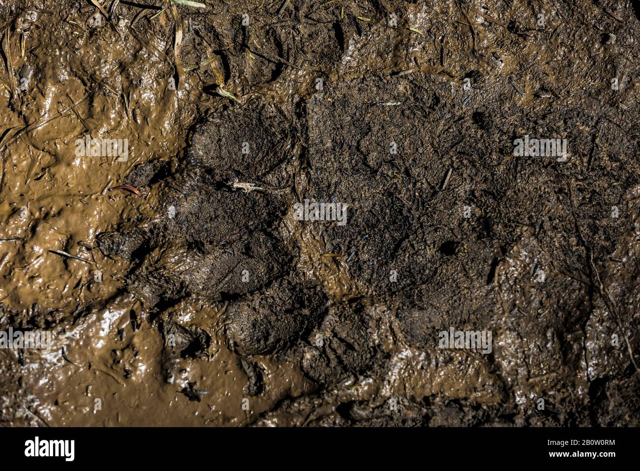 American Black Bear, Ursus americanus, tracks in mud along forested ...