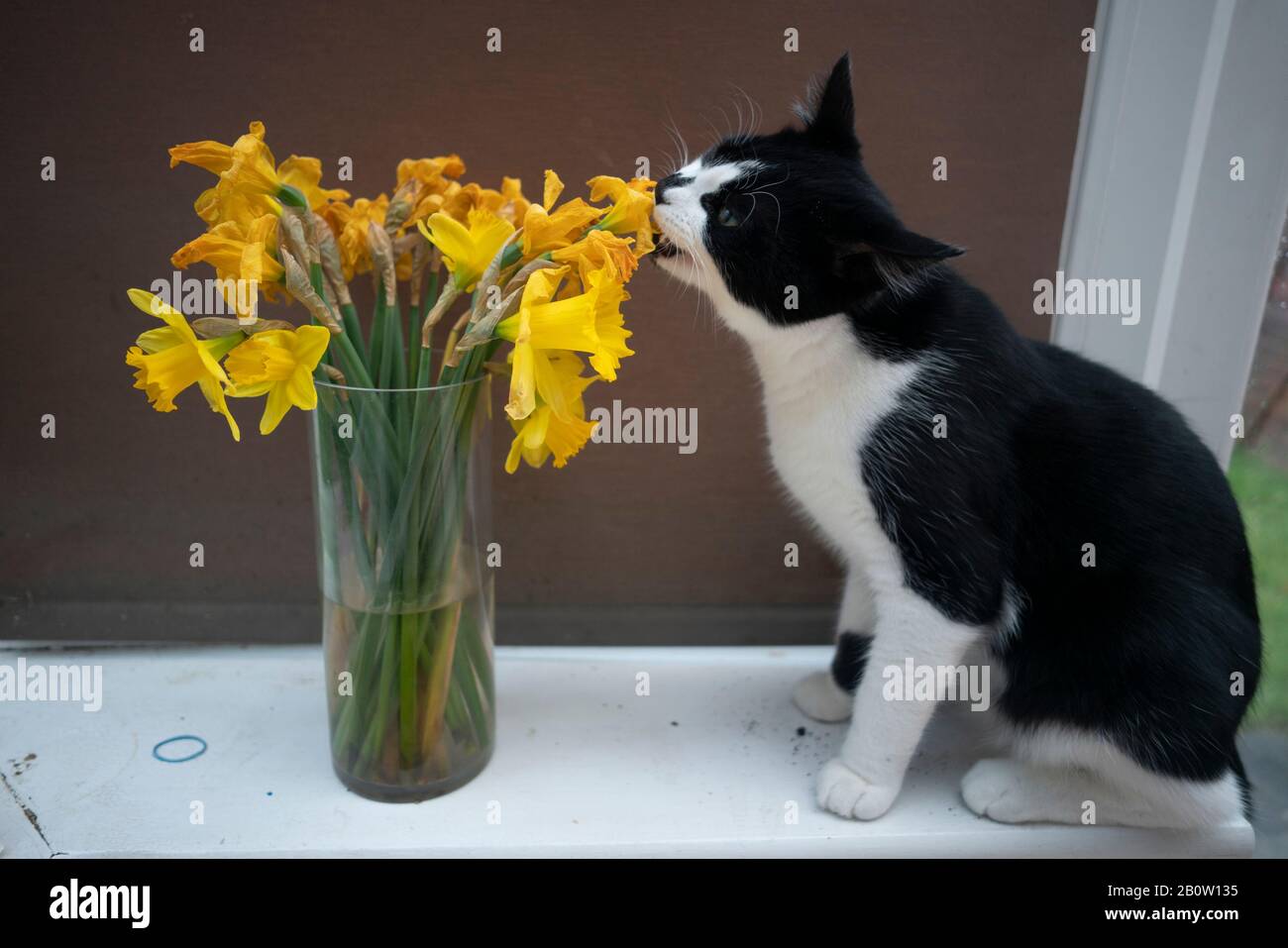 Cat Eating Flower Stock Photo - Alamy