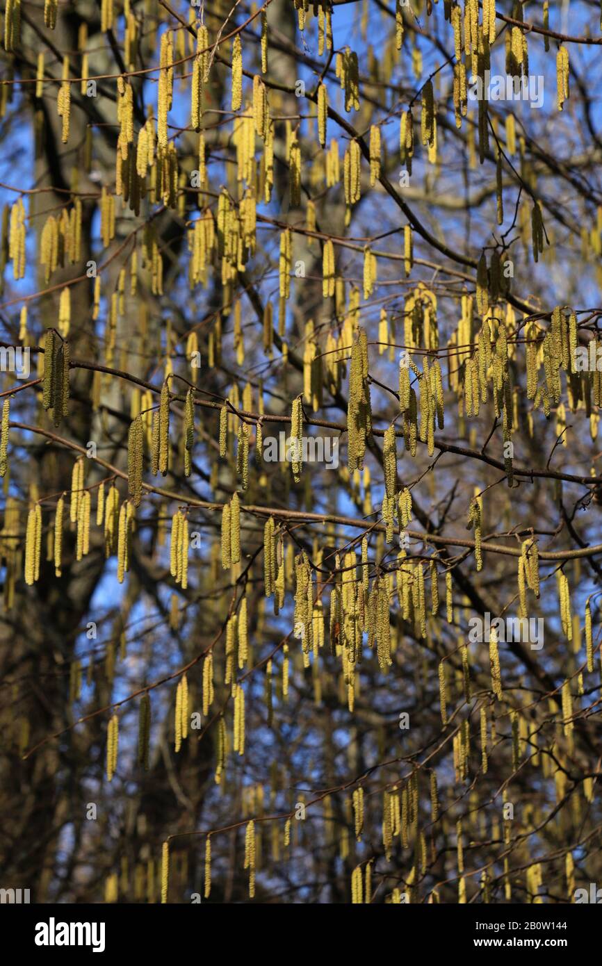 Hazel tree catkins hi-res stock photography and images - Alamy