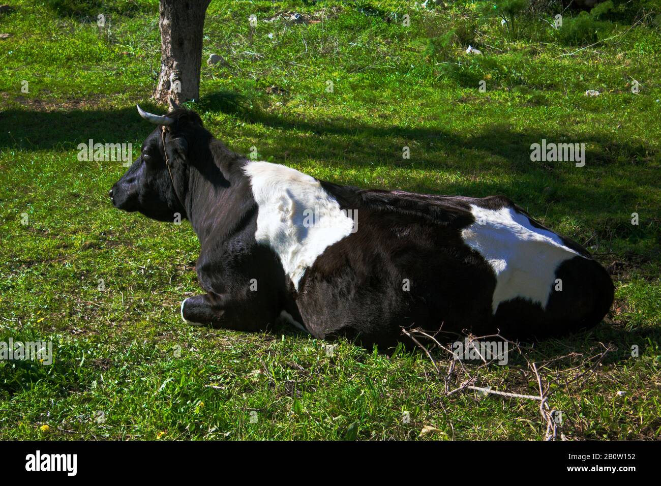 Cattle sitting on grass hi-res stock photography and images - Alamy