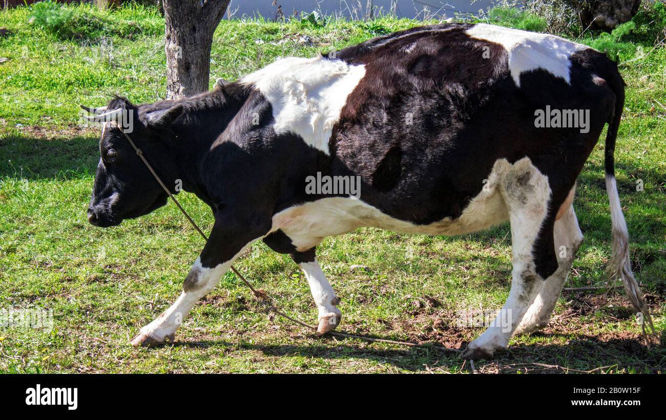 Cow with horn tied to a rope, walking in a green meadow seen from ...