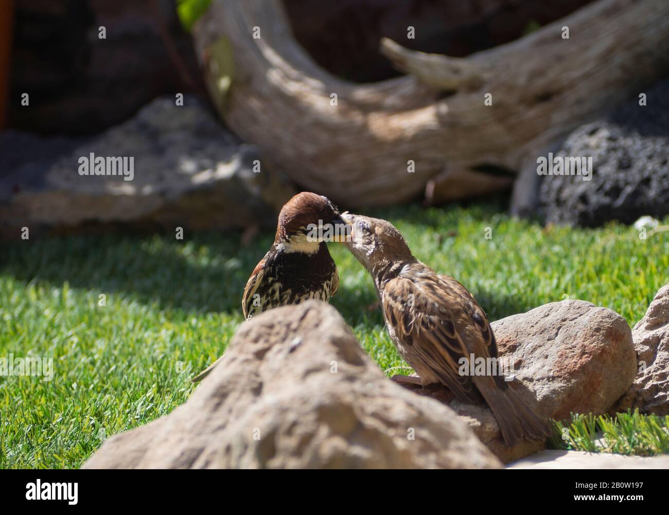 Baby sparrow with dad hi-res stock photography and images - Alamy