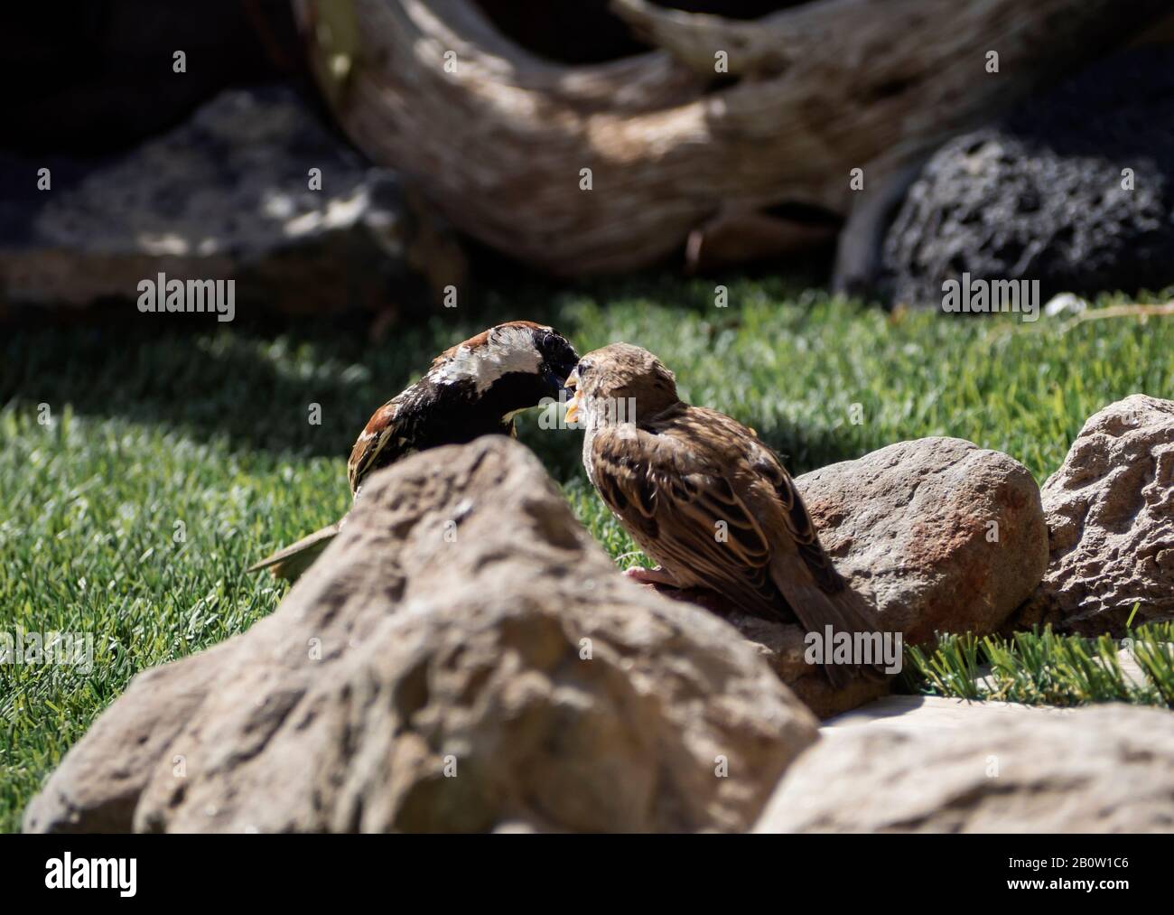 sparrow breeding with her dady Stock Photo - Alamy