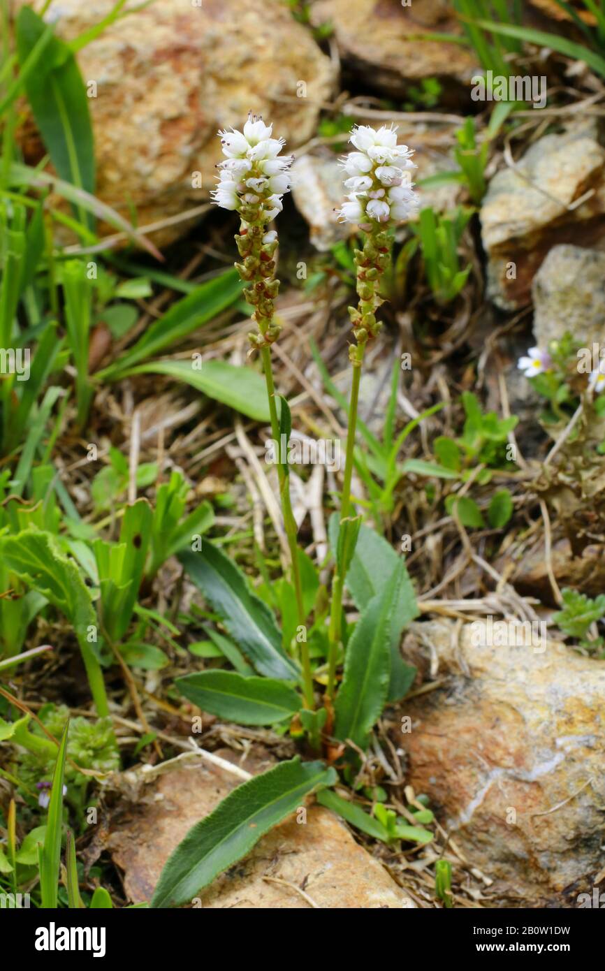 Knoterichgewachse hi-res stock photography and images - Alamy