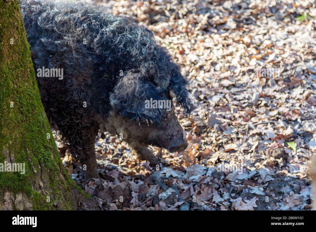 Young Mangalica pig kept outdoors in a forest. Free range pig ...
