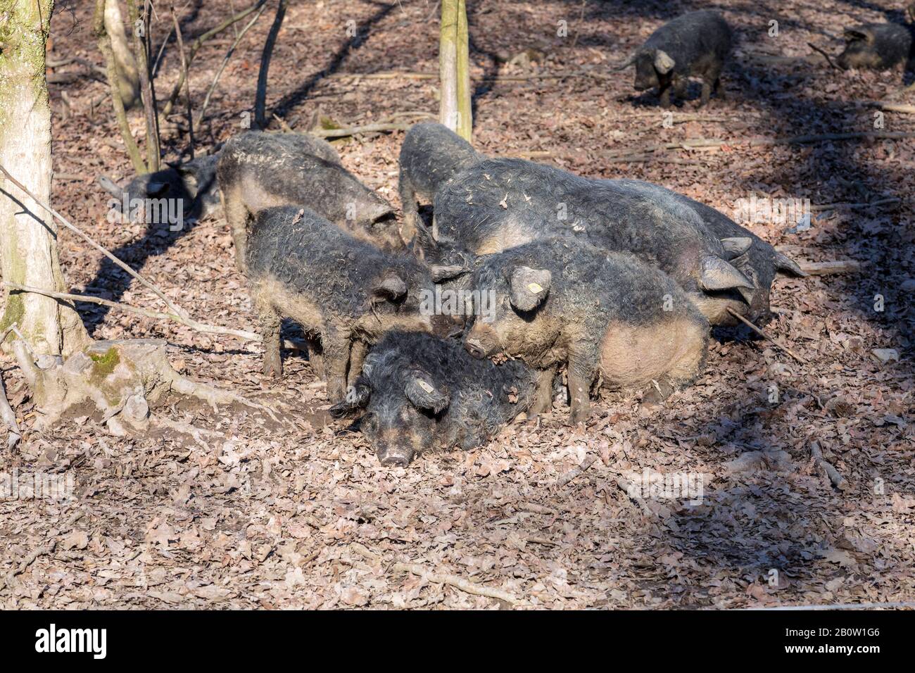 Group of Mangalica pigs kept outdoors in a forest. Free range pig ...