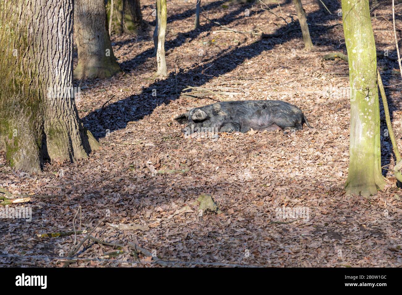 Mangalica pig sunbathing, kept outdoors in a forest. Free range pig ...