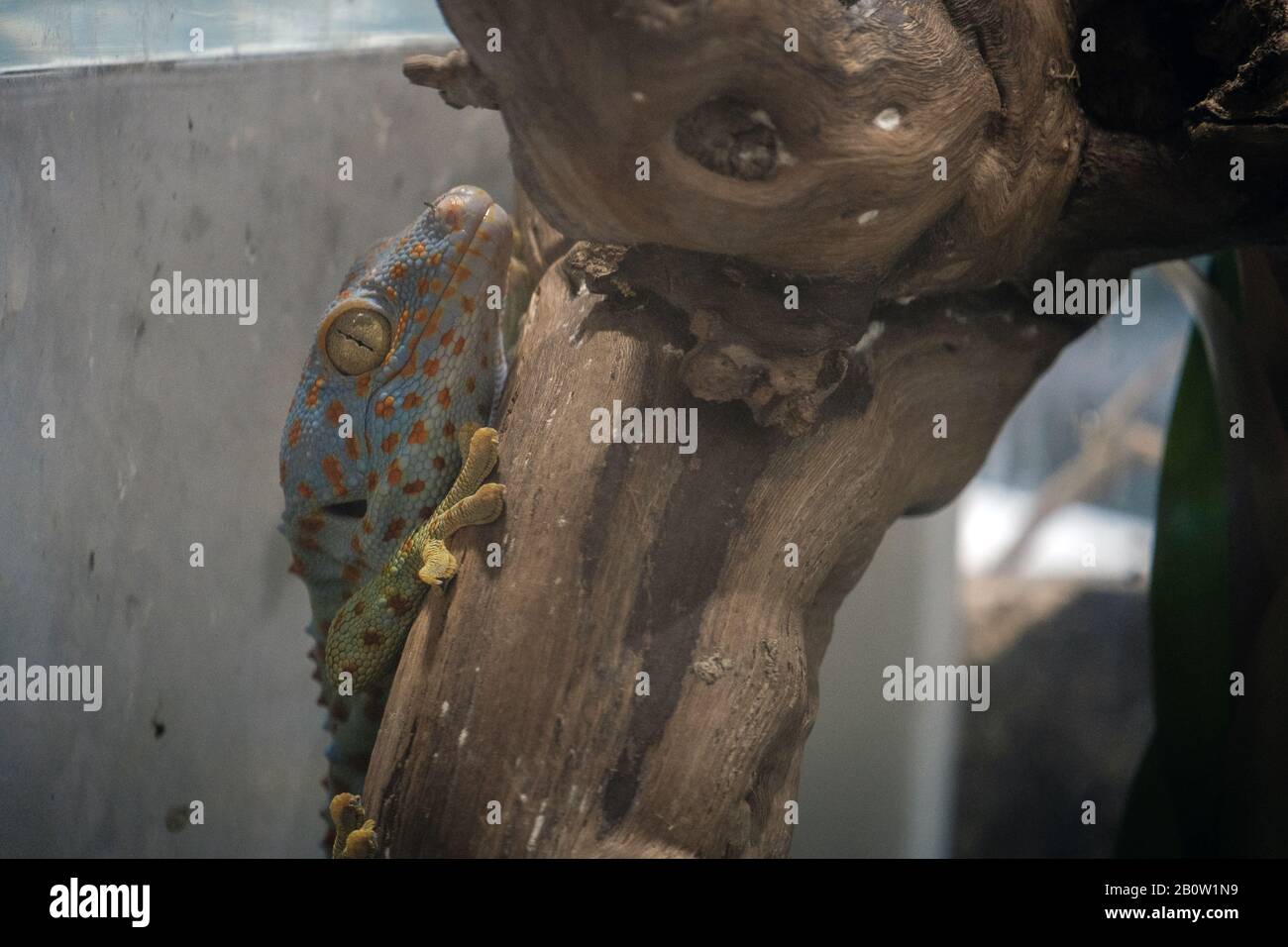 Close-up of gecko on timber, of beautiful skin gecko, Amazing colorful ...