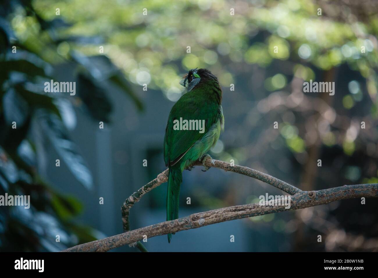The blue-naped parrot or Tanygnathus lucionensis, also the blue-crowned ...