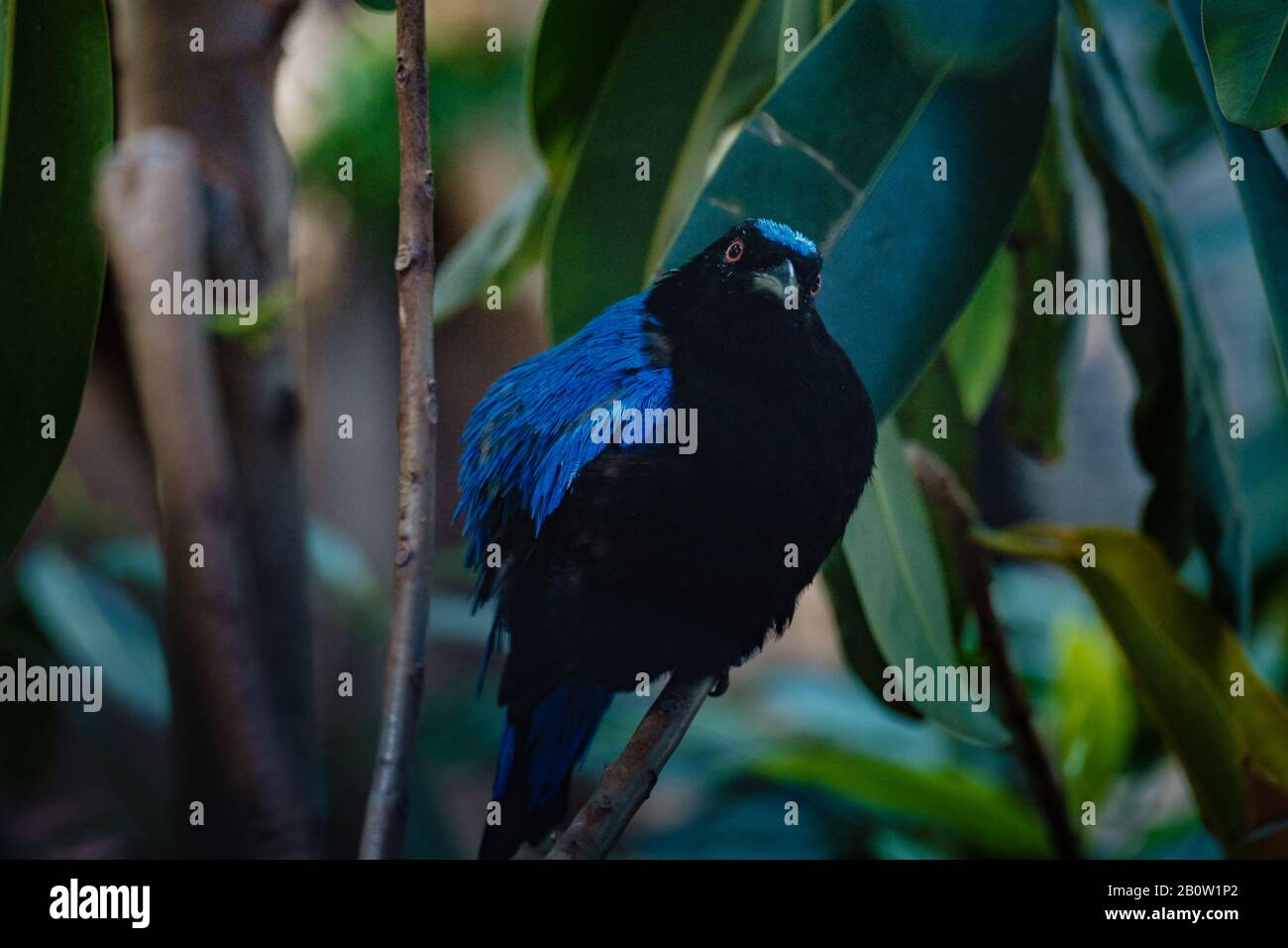 Asian Fairy-bluebird on the branches. Fairy blue bird in the jungle ...