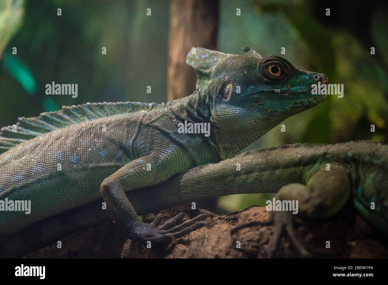 The plumed basilisk or Basiliscus plumifrons, also called commonly the ...