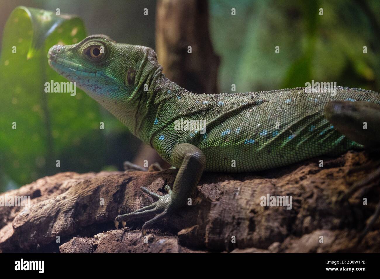 The plumed basilisk or Basiliscus plumifrons, also called commonly the ...
