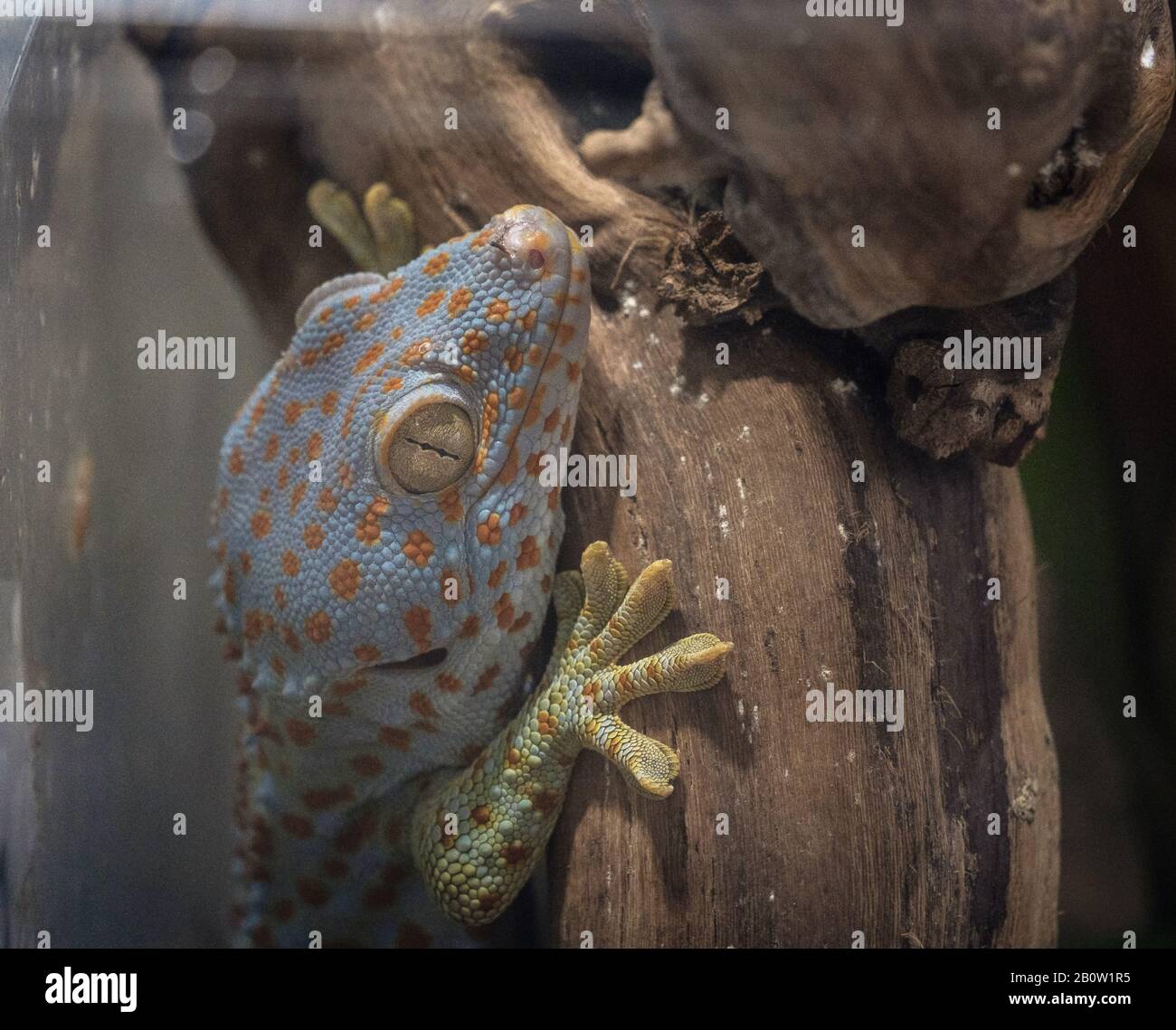 Beautiful Skin Gecko High Resolution Stock Photography and Images - Alamy
