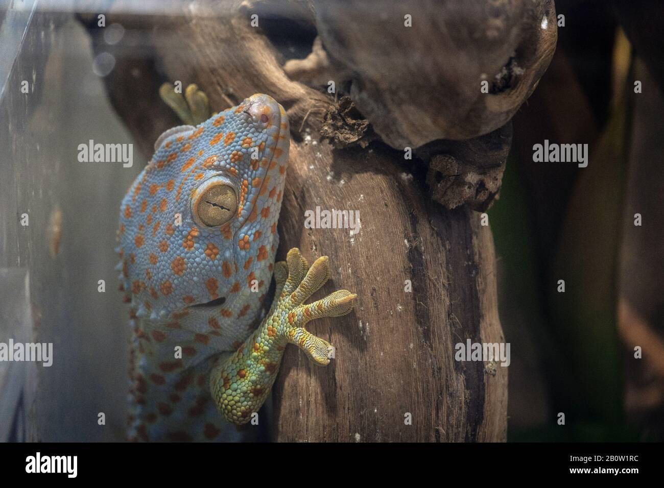 Close-up of gecko on timber, of beautiful skin gecko, Amazing colorful ...