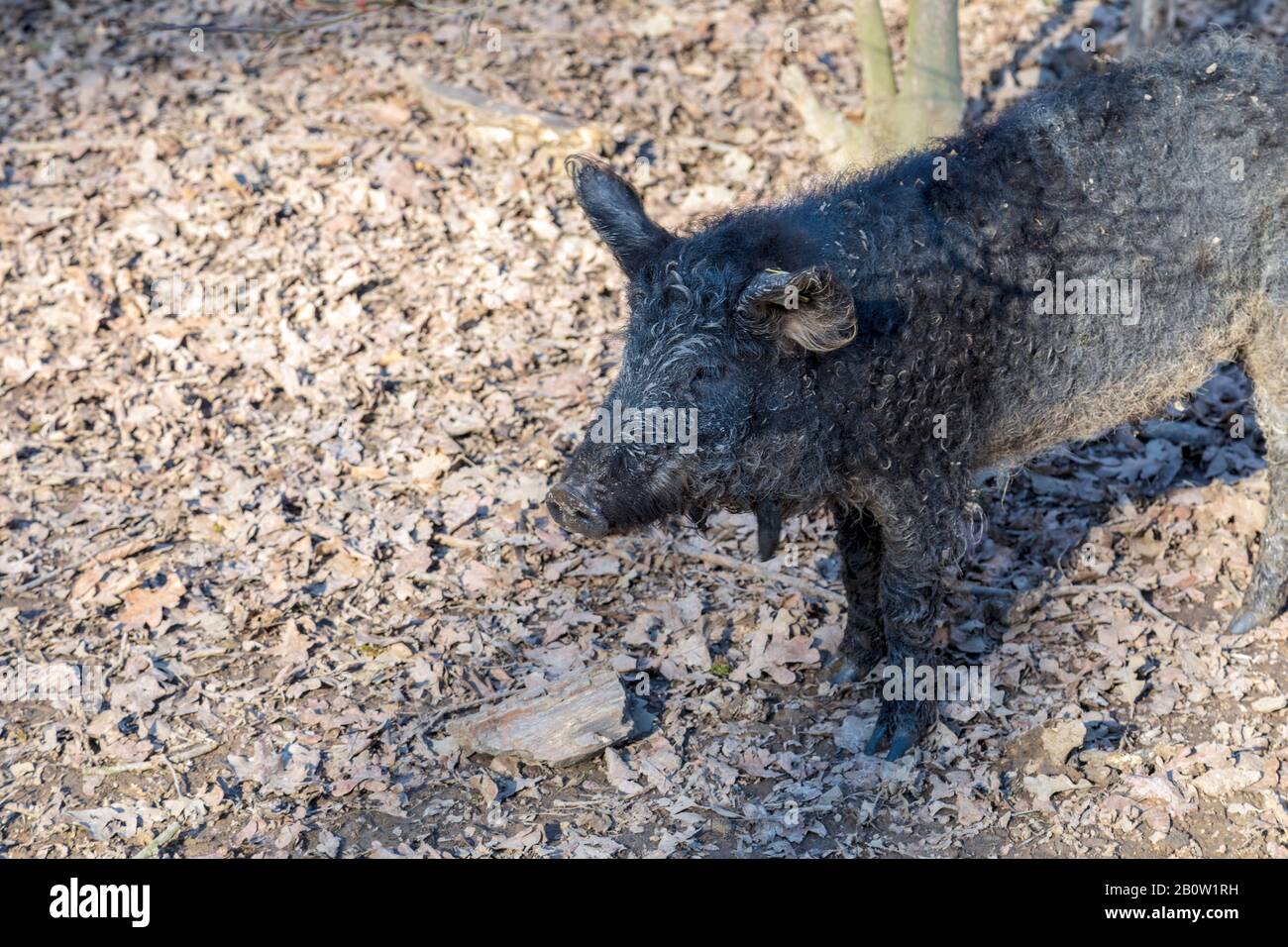Young Mangalica pig kept outdoors in a forest. Free range pig ...
