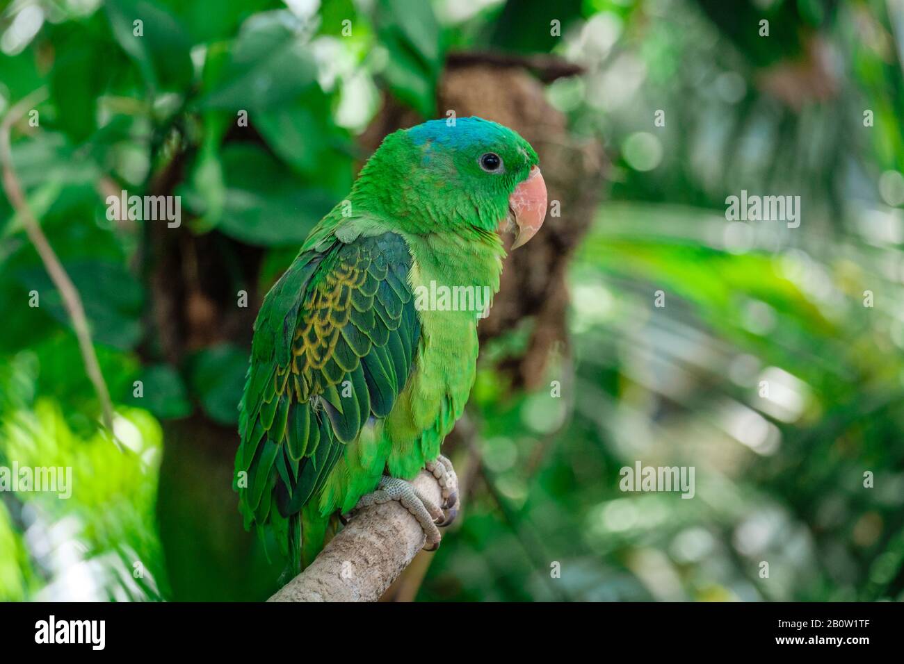 The blue-naped parrot or Tanygnathus lucionensis, also the blue-crowned ...