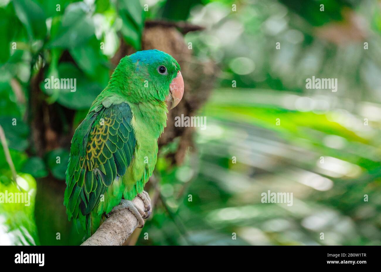 The blue-naped parrot or Tanygnathus lucionensis, also the blue-crowned ...