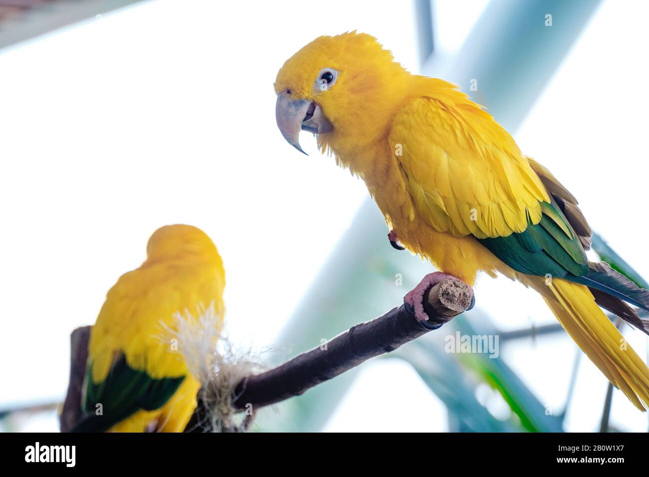 Tropical bird in the park, a bio-dome that recreates a tropical forest ...
