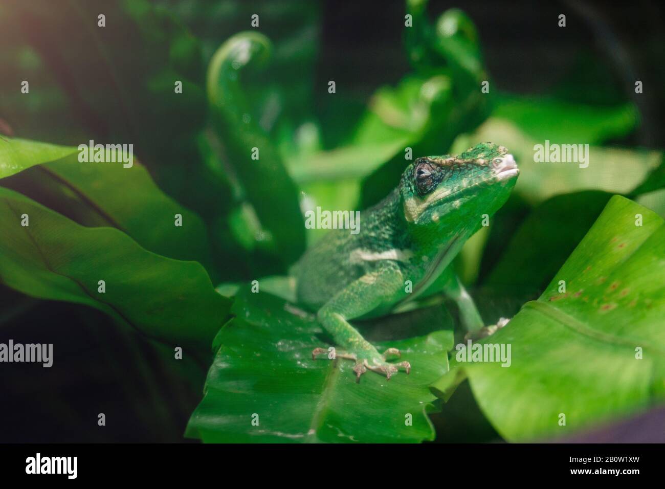 Little green chameleon on a palm leaf. Green Park in the city Stock ...