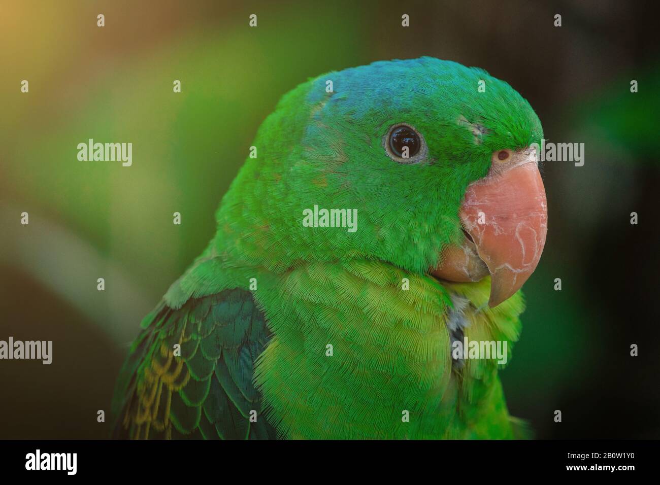 The blue-naped parrot or Tanygnathus lucionensis, also the blue-crowned ...