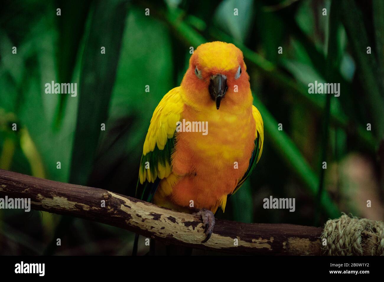 Tropical bird in the park, a bio-dome that recreates a tropical forest ...