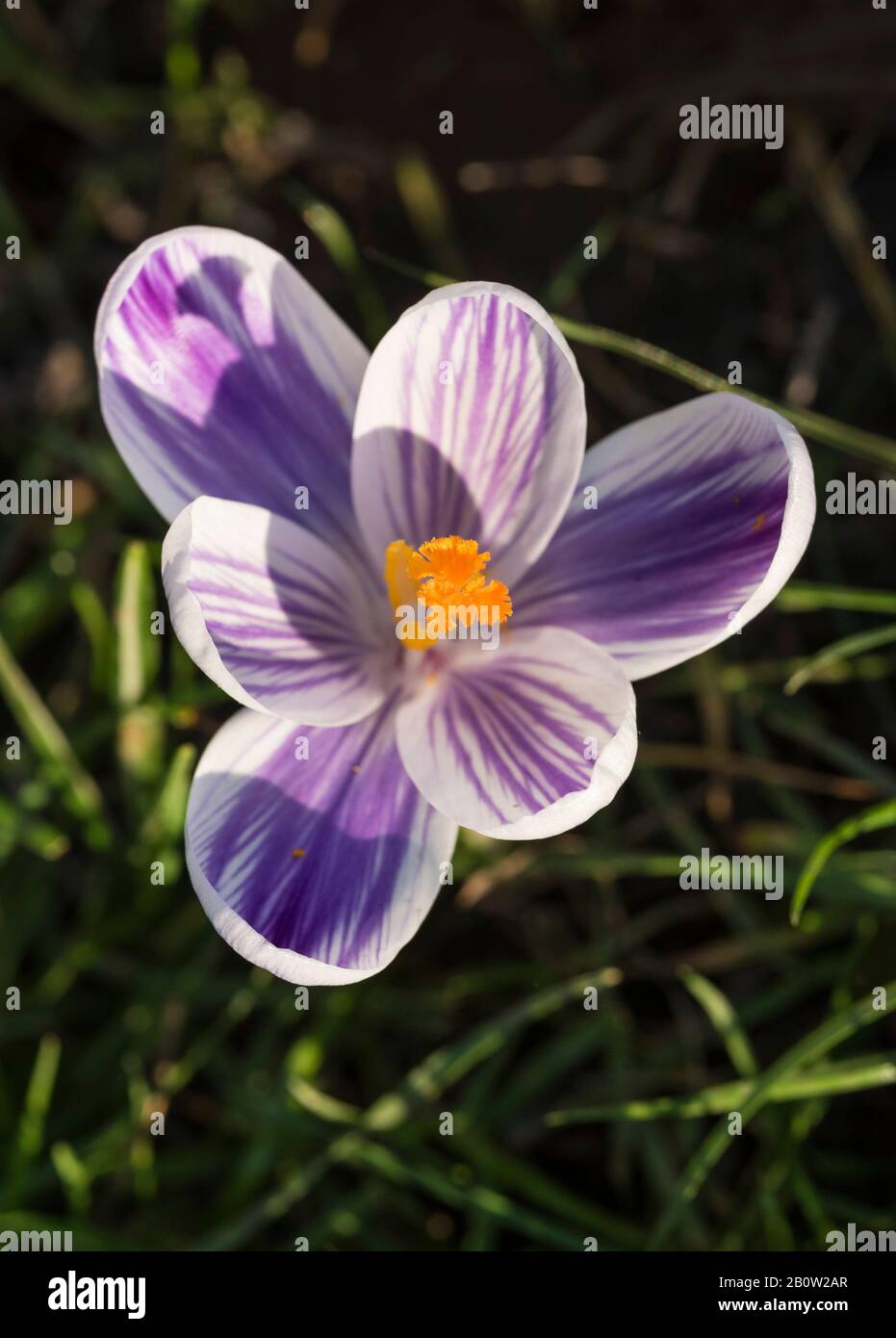 Drift of crocuses hi-res stock photography and images - Alamy