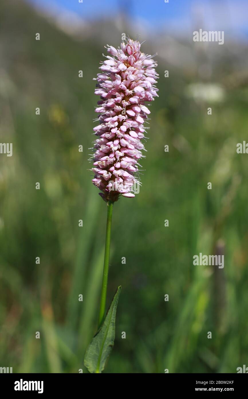Schlangen- Knöterich, Polygonum bistorta Stock Photo - Alamy