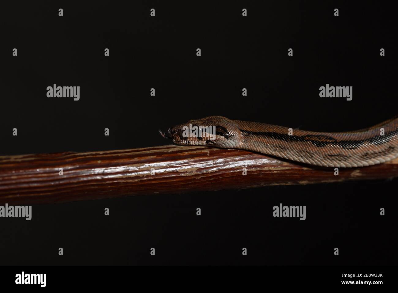 Black and white california king snake hi-res stock photography and ...