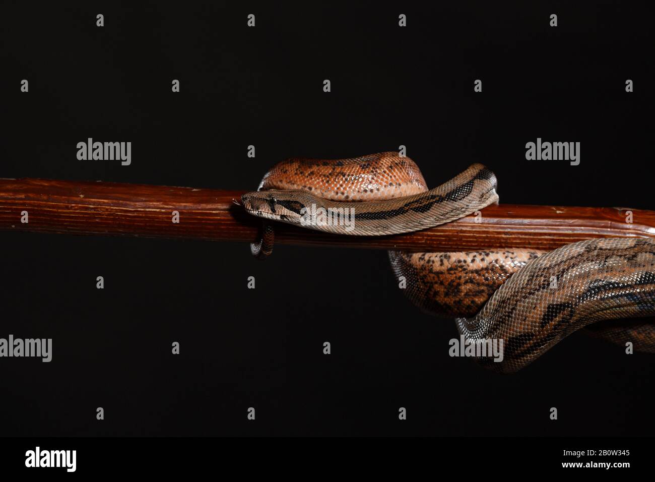 Royal Python, or Ball Python Python regius, studio. It's camouflage ...