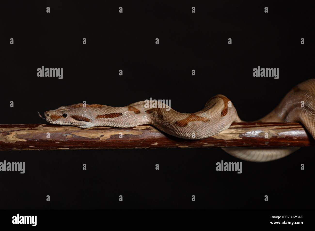 Royal Python, or Ball Python Python regius, studio. It's camouflage ...