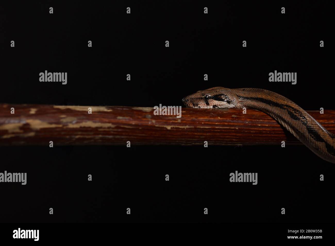 Royal Python, or Ball Python Python regius, studio. It's camouflage ...