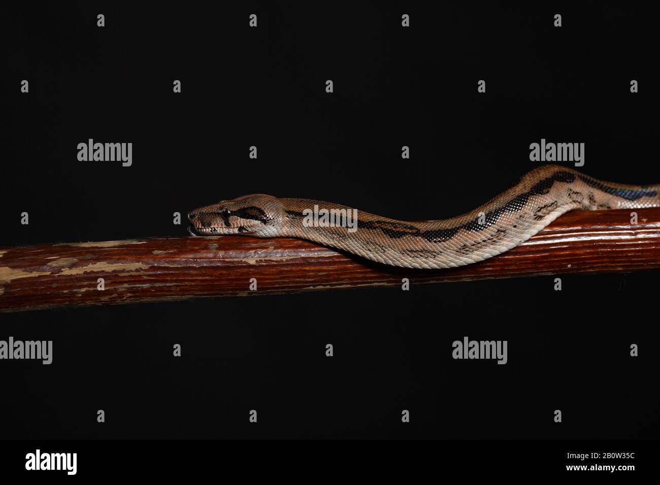 Royal Python, or Ball Python Python regius, studio. It's camouflage ...