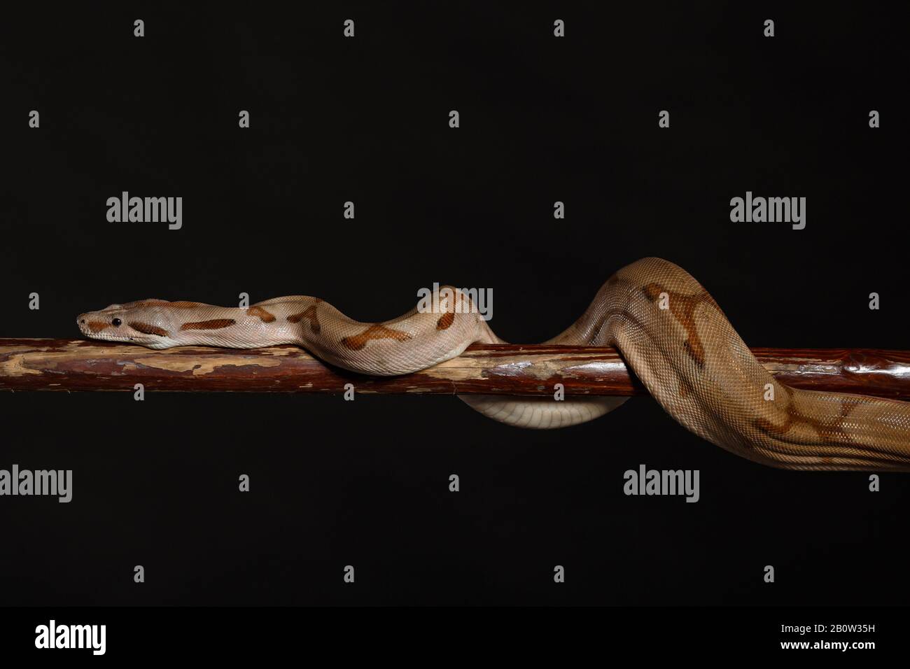 Royal Python, or Ball Python Python regius, studio. It's camouflage ...